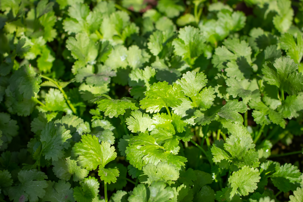 How to Companion Plant With Cilantro - Greenway Biotech – Greenway ...