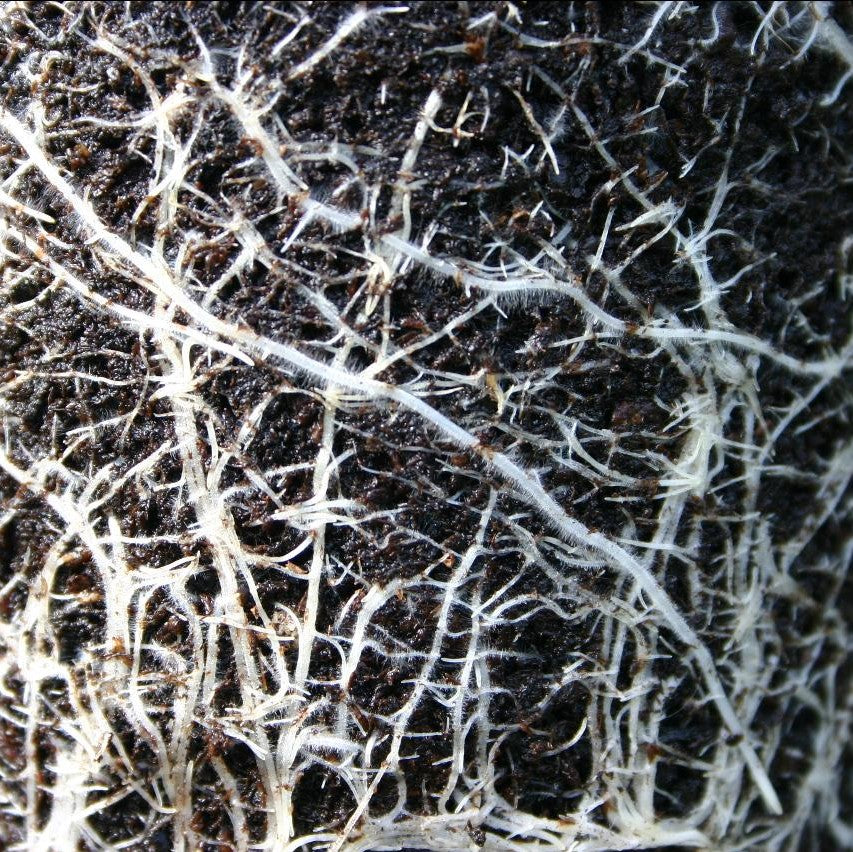 How to Prep Your Garden For Healthy Root Growth – Greenway Biotech, Inc.