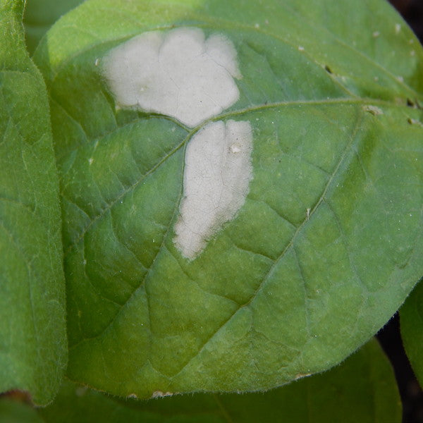 How to Heal and Protect Your Plants From Sunscald – Greenway Biotech, Inc.