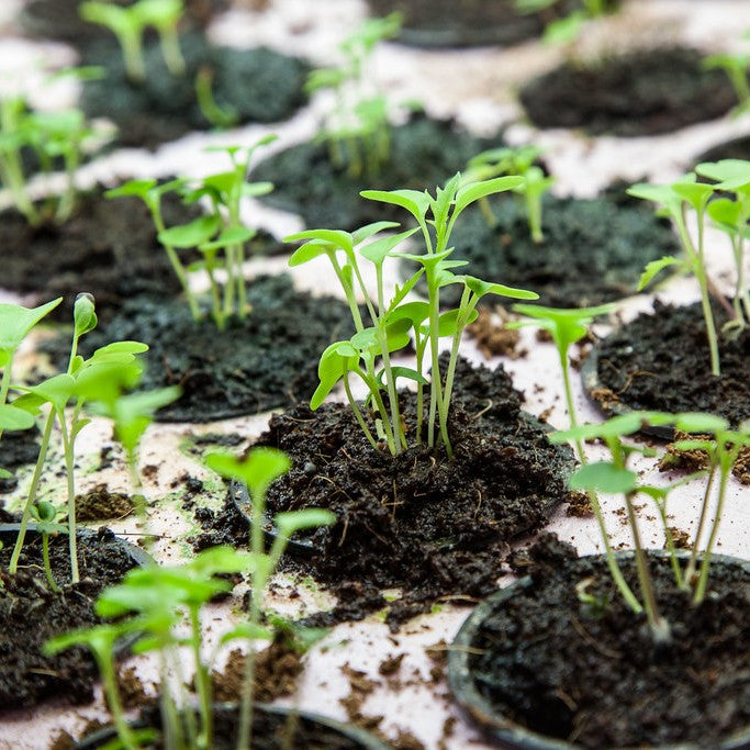 How to Care for the Seedlings in Your Garden – Greenway Biotech, Inc.