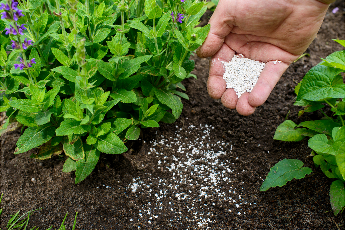 What is the Best Side Dressing Fertilizer? - Greenway Biotech ...