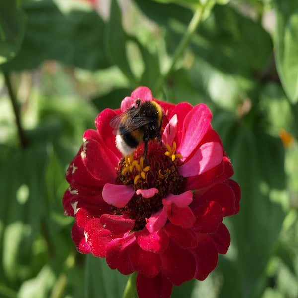 5 Types of Pollinators And How to Attract them – Greenway Biotech, Inc.