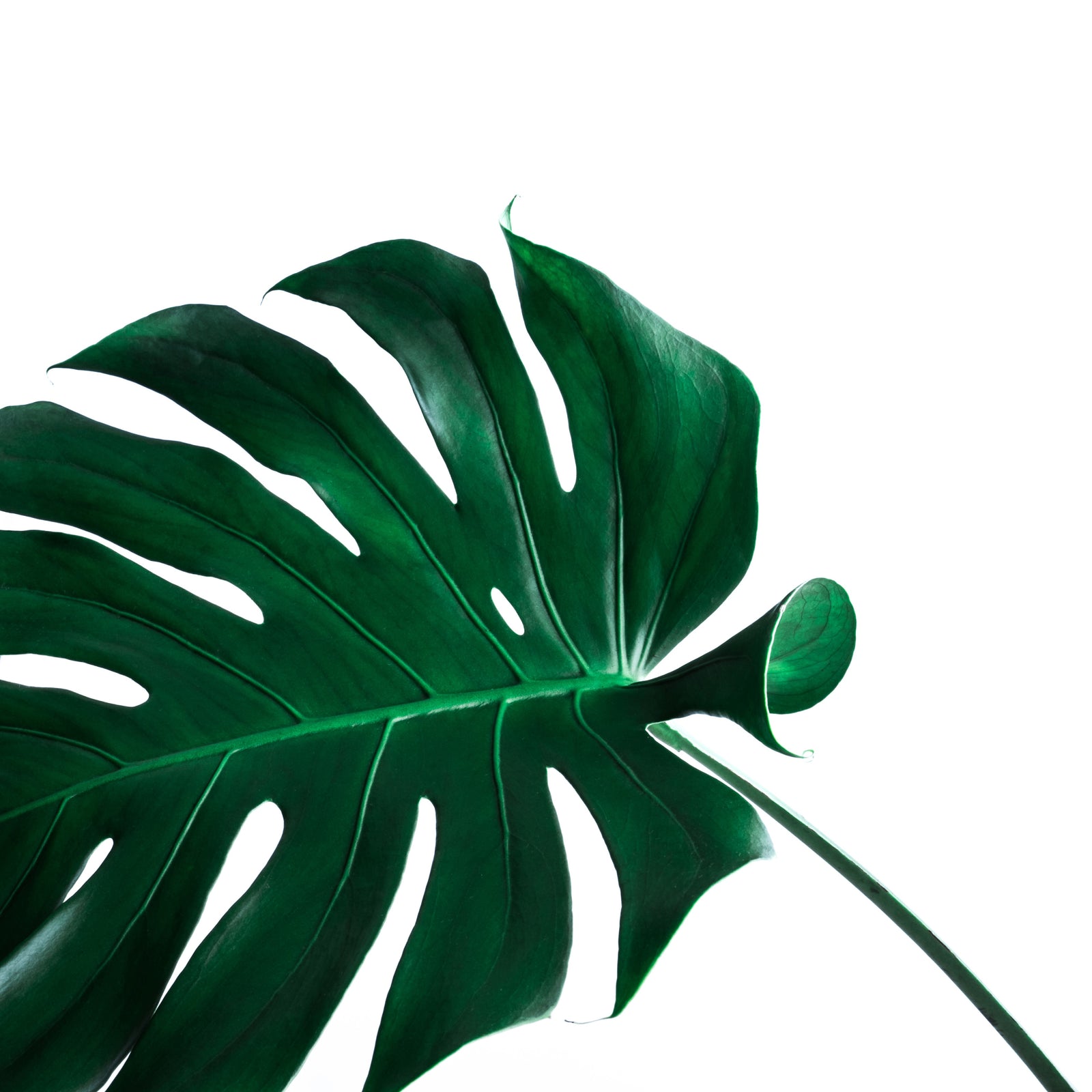 What is the Function of Magnesium (Mg) in Plants? – Greenway Biotech, Inc.