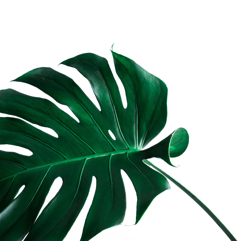 What is the Function of Magnesium (Mg) in Plants? – Greenway Biotech, Inc.