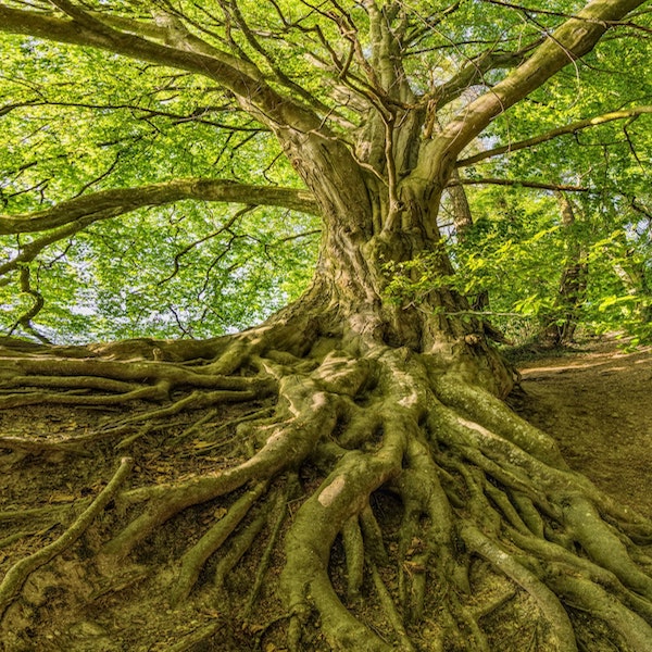 How to Grow Healthy and Stable Tree Root Systems – Greenway Biotech, Inc.
