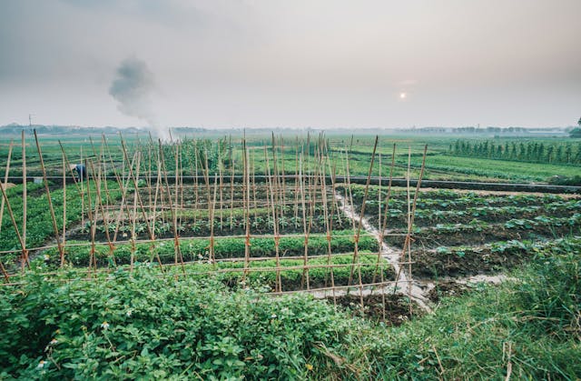 Best Fertilizers for Plant Foliage | Greenway Biotech – Greenway ...